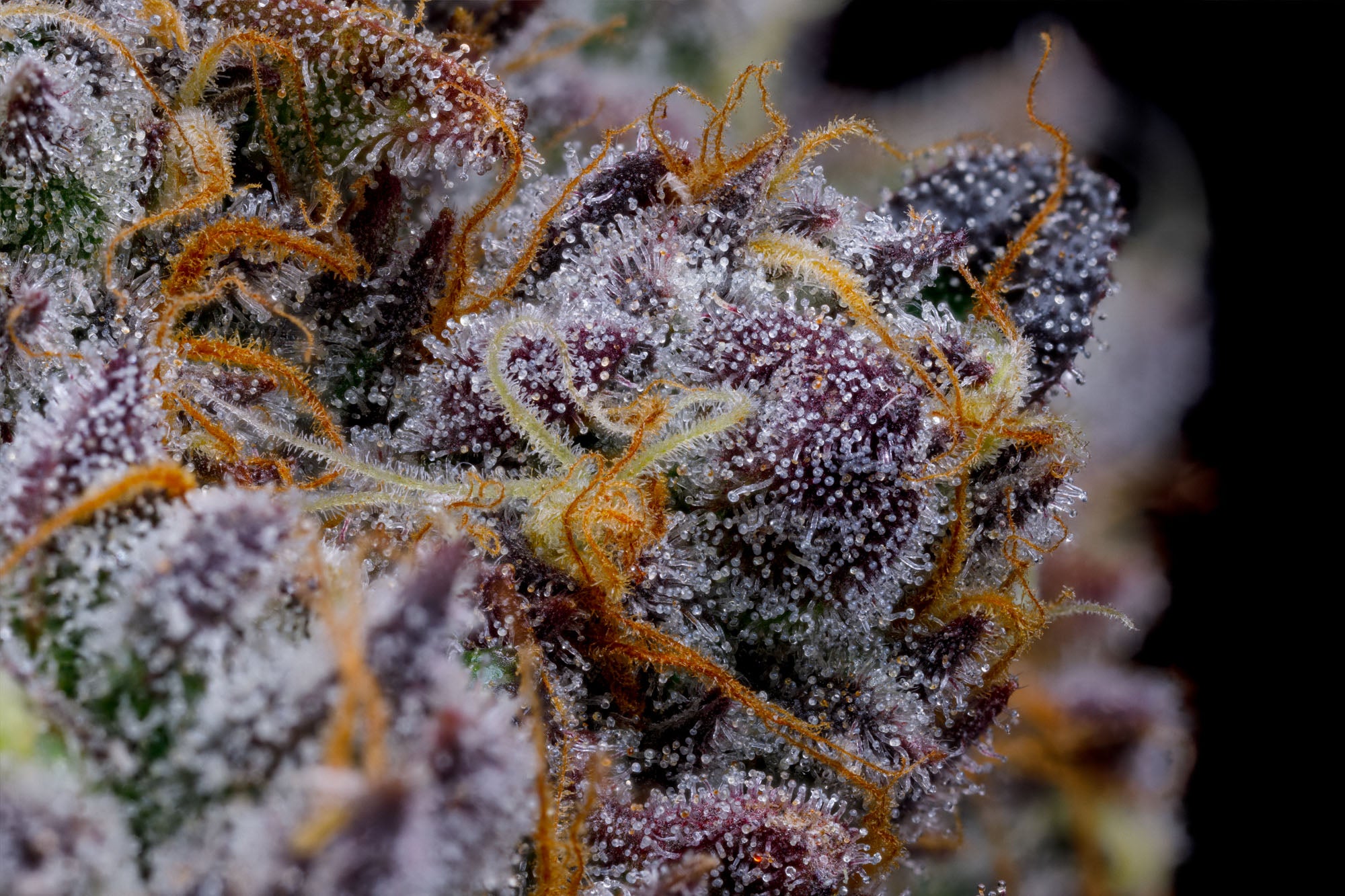 Lab Results (COA) – The Gass Shack®️